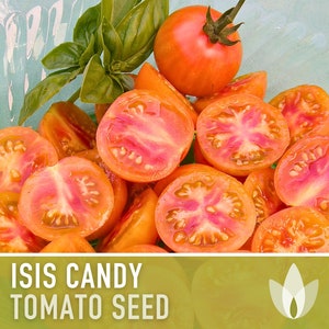 Isis Candy Cherry Tomato Heirloom Seeds - Salad Garden, Indeterminate ...