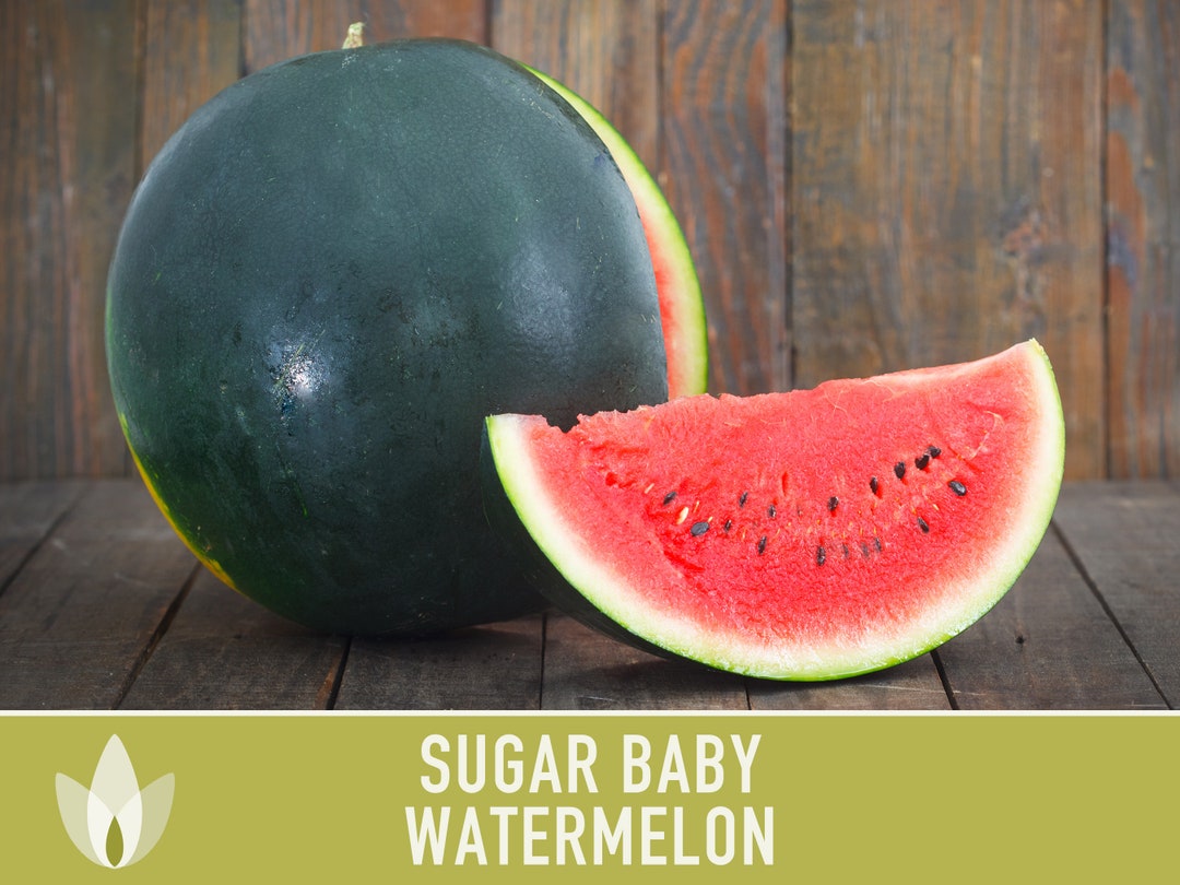Sugar Baby Watermelon Heirloom Seeds - Etsy
