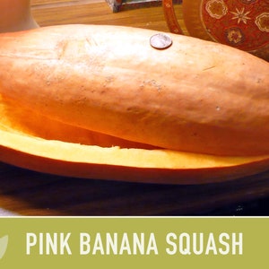 Pink Banana Winter Squash Seeds - Heirloom Seeds, Giant Butternut ...