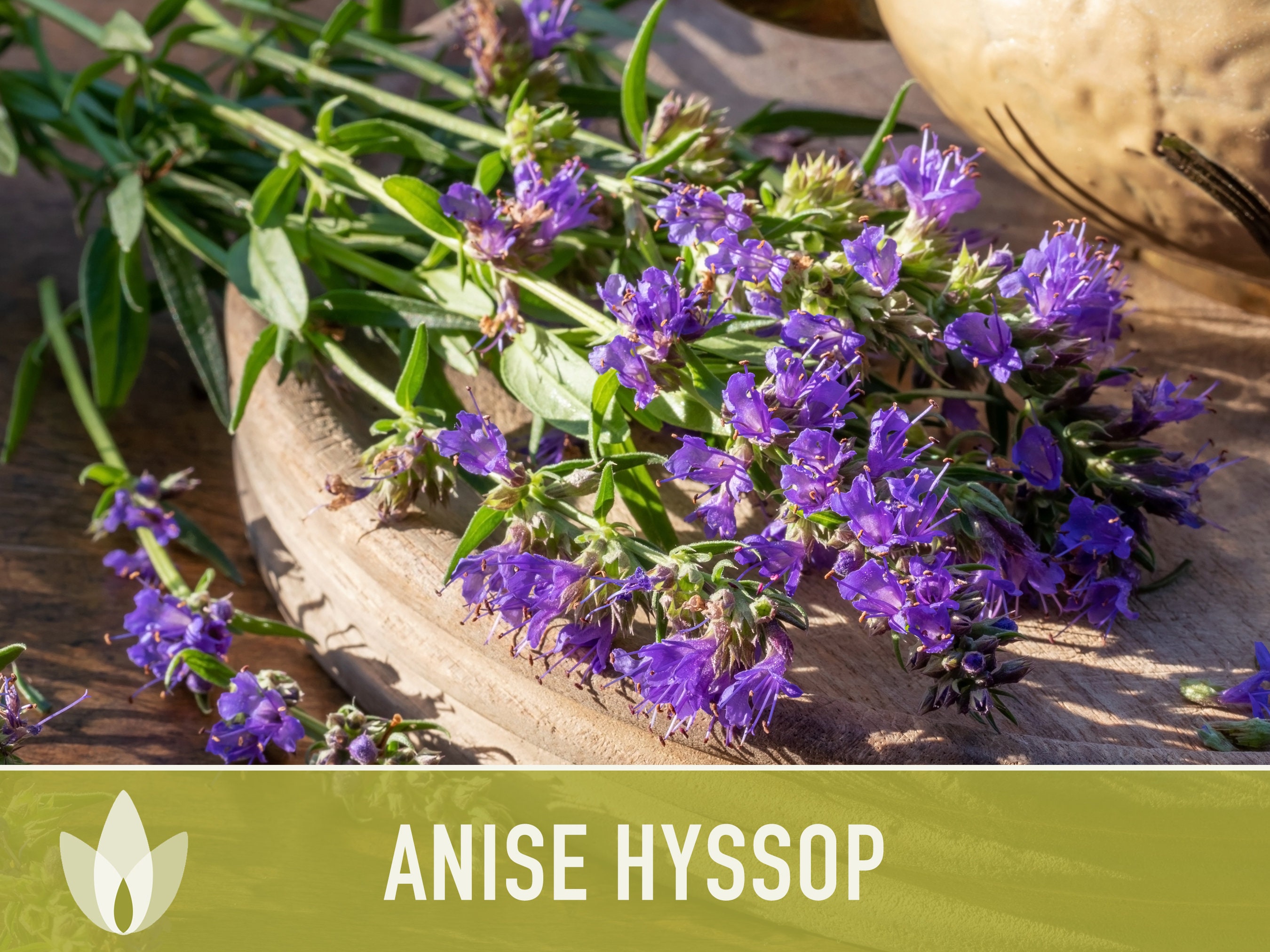 Hyssop Herb