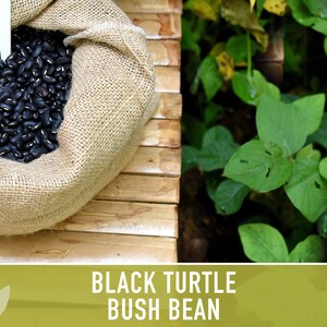 Black Turtle Bush Bean Seeds - Heirloom Seeds, Bush Bean, High Yield ...