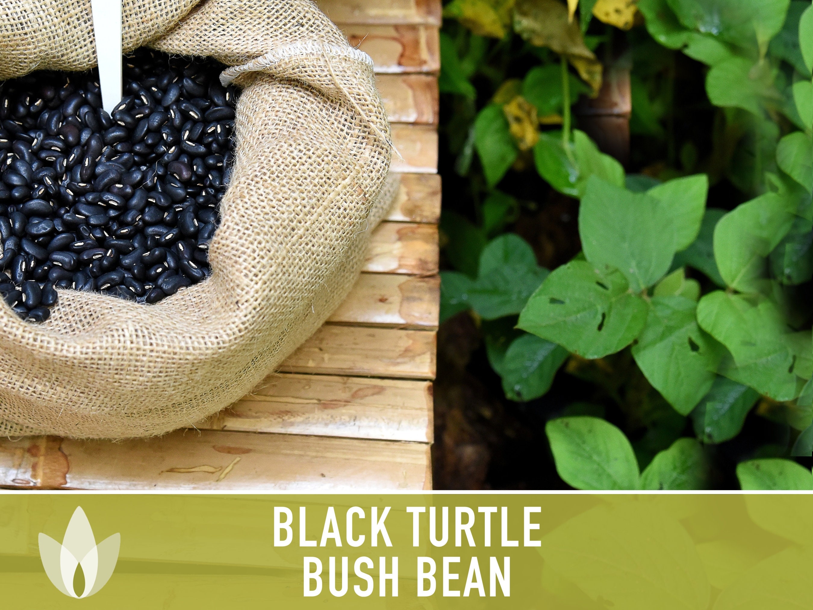 Black Turtle Bush Bean Seeds - Heirloom, Open Pollinated - Etsy