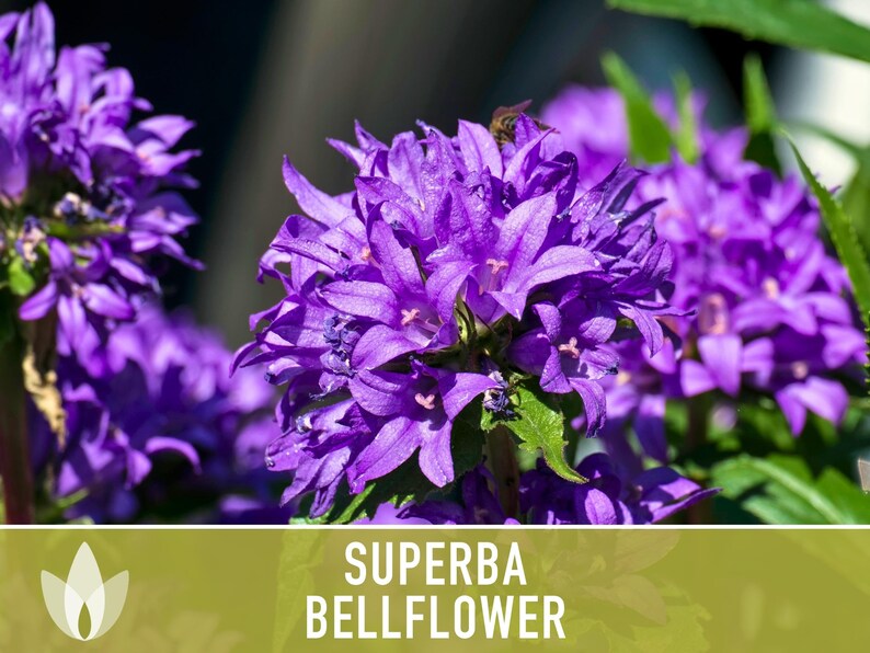 Superba Bellflower Seeds – Deep Violet Blooms, Bee Friendly, Non-gmo - Etsy