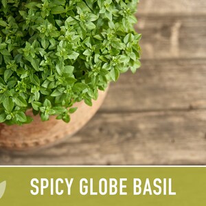 Spicy Globe Basil Seeds - Dwarf Basil, Greek Basil, Heirloom Seeds ...