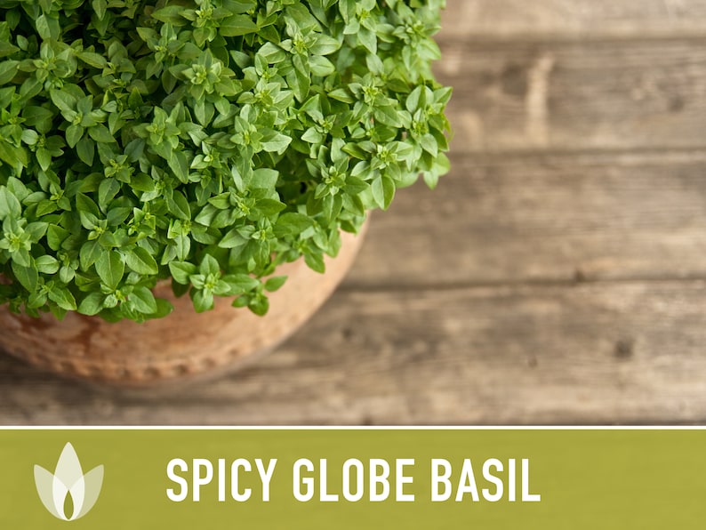 Spicy Globe Basil Seeds Dwarf Basil Greek Basil Heirloom - Etsy