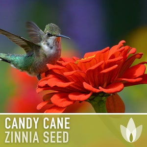 Zinnia, Candy Cane Mix Flower Seeds - Heirloom Seeds, Festive Red ...