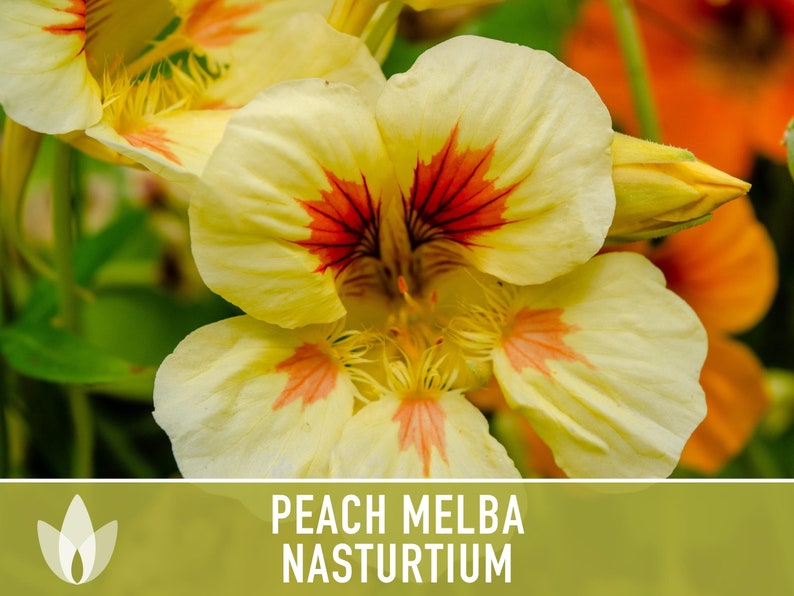 Nasturtium Peach Melba Dwarf Heirloom Flower Seeds - Etsy