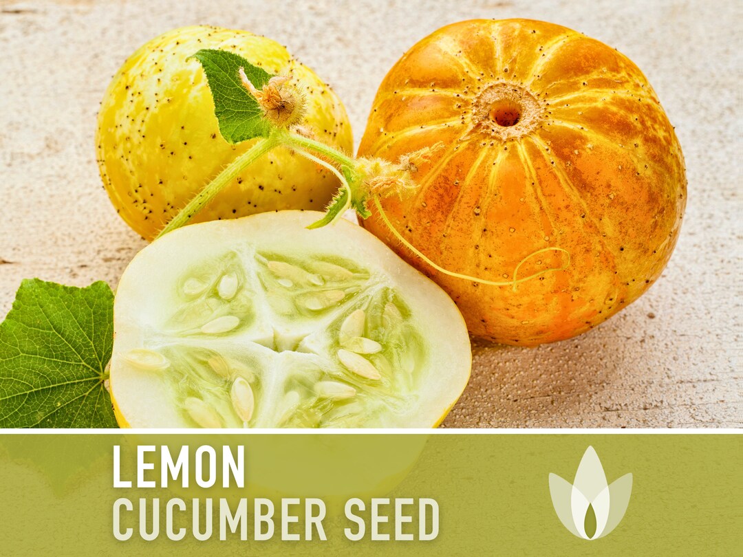 Lemon Cucumber Seeds - Sweet, Mild Flavor - Non-gmo Heirloom - Etsy