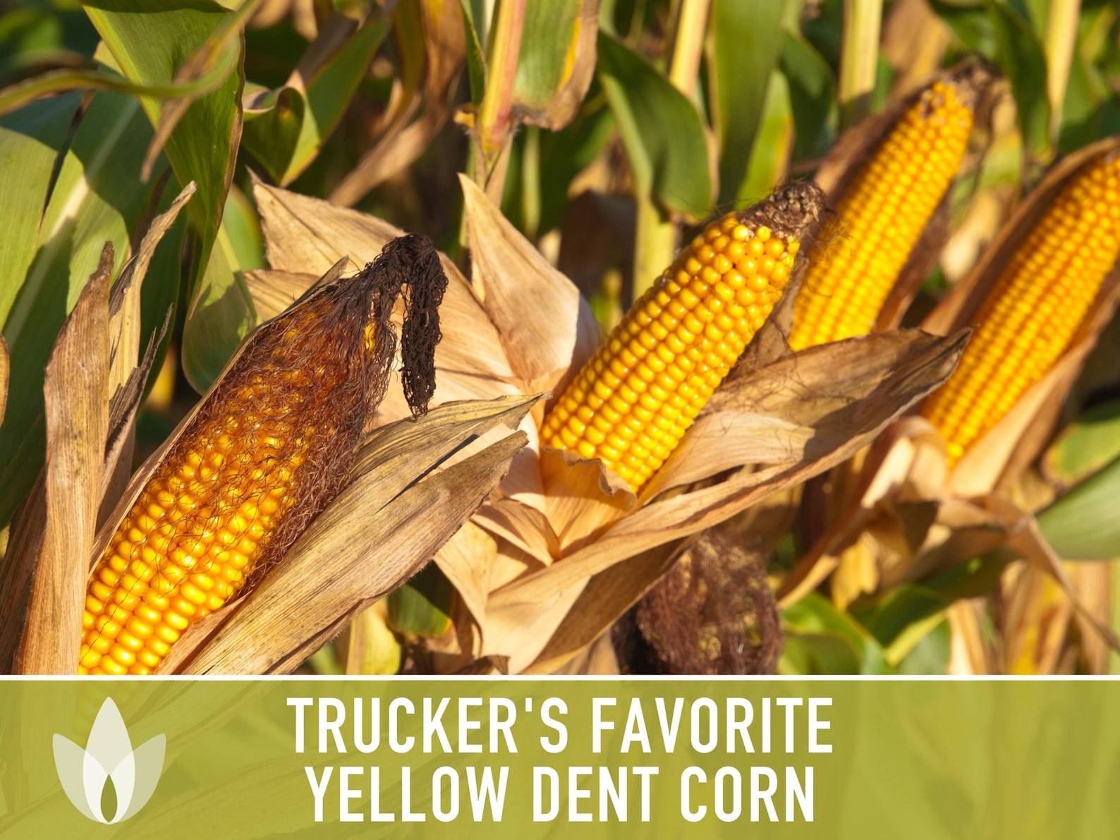 Yellow Dent Corn Heirloom Seeds, Non-gmo, 25 Seeds - Etsy