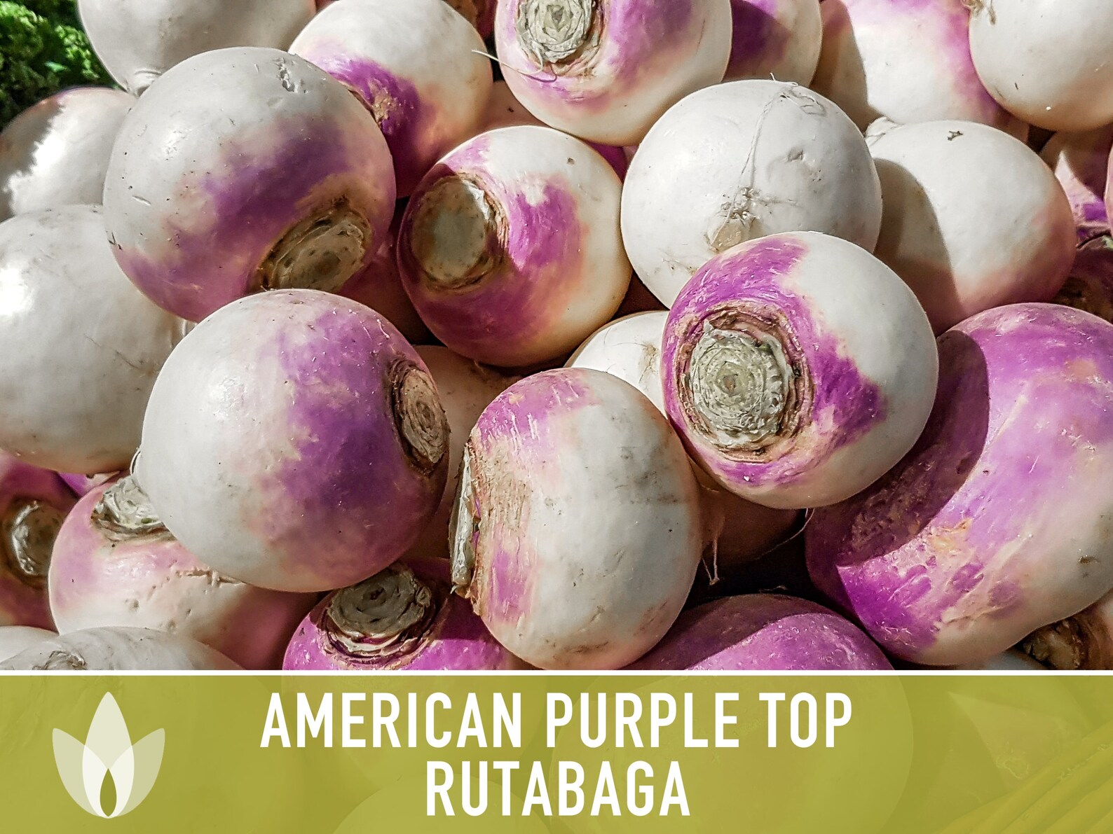 American Purple Top Rutabaga Heirloom Seeds - Etsy
