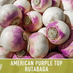 American Purple Top Rutabaga Heirloom Seeds - 200 Seeds, Root Vegetable ...