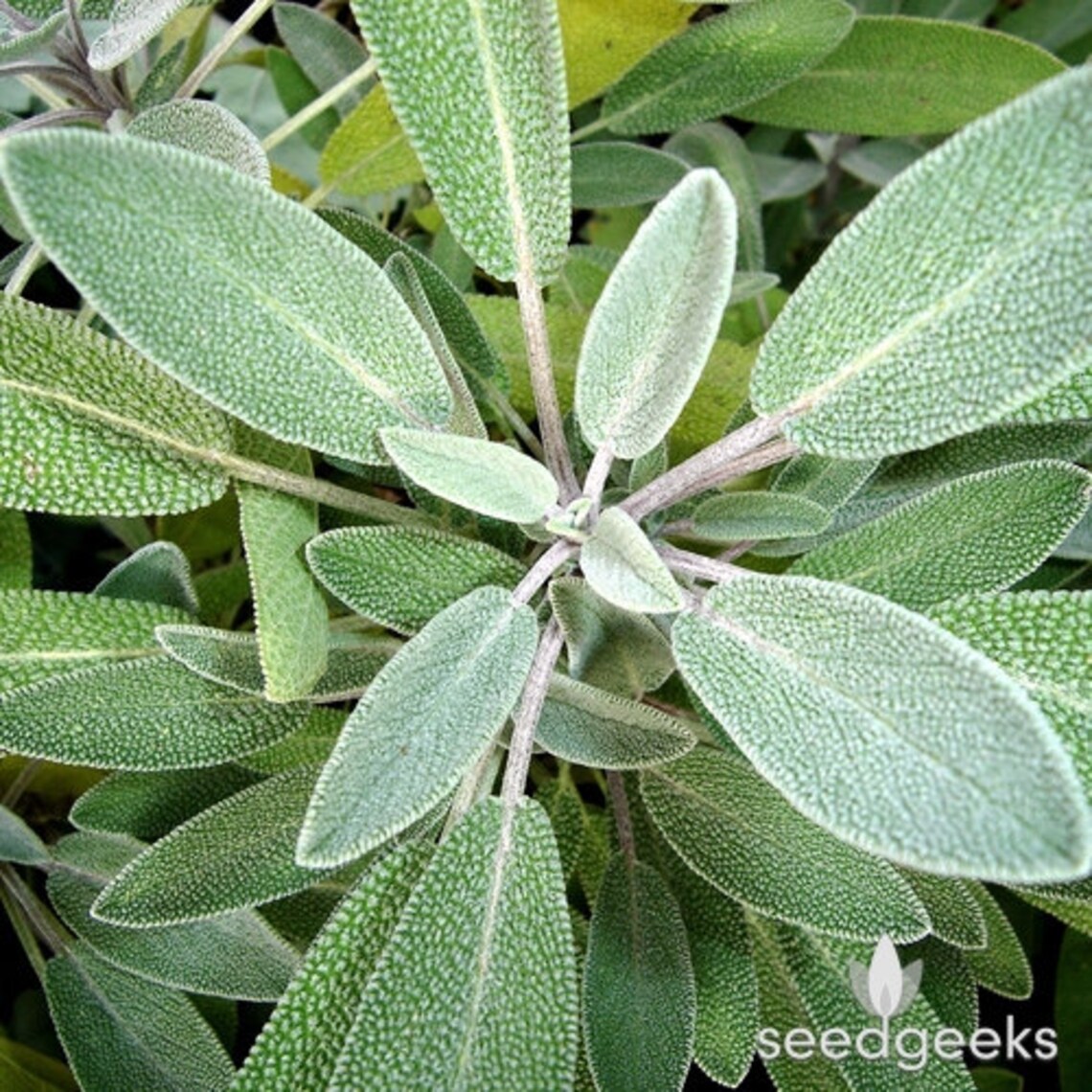 Sage Broadleaf Herb Heirloom Seeds - Etsy