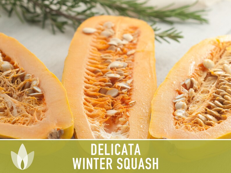 Delicata Winter Squash Heirloom Seeds - Striped Skin, High Sugar ...