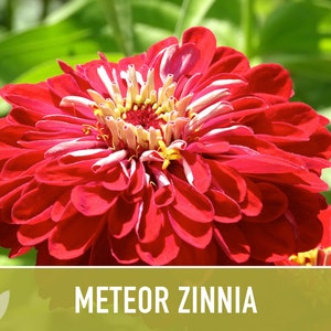 Meteor Zinnia Seed | 100+ Seeds, Heirloom, Pollinator & Butterfly ...