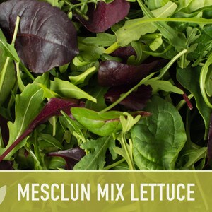 Mesclun Mix Lettuce Heirloom Seeds - Fresh Salad Mix, Seed Packets, Non ...
