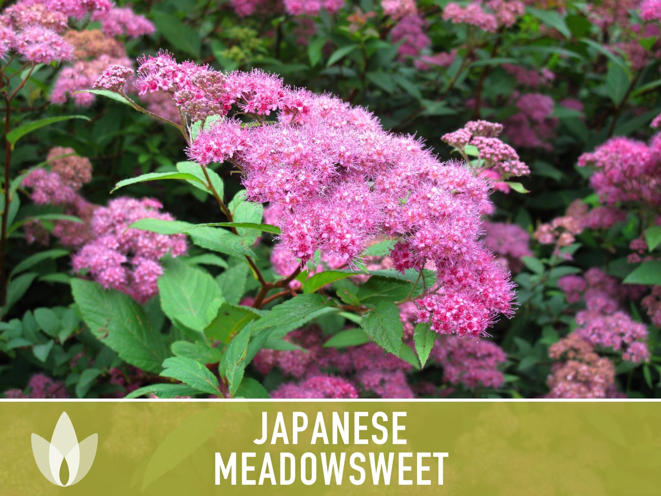 Japanese Meadowsweet Seeds - Heirloom Spiraea Japonica, 50 Seeds - Etsy