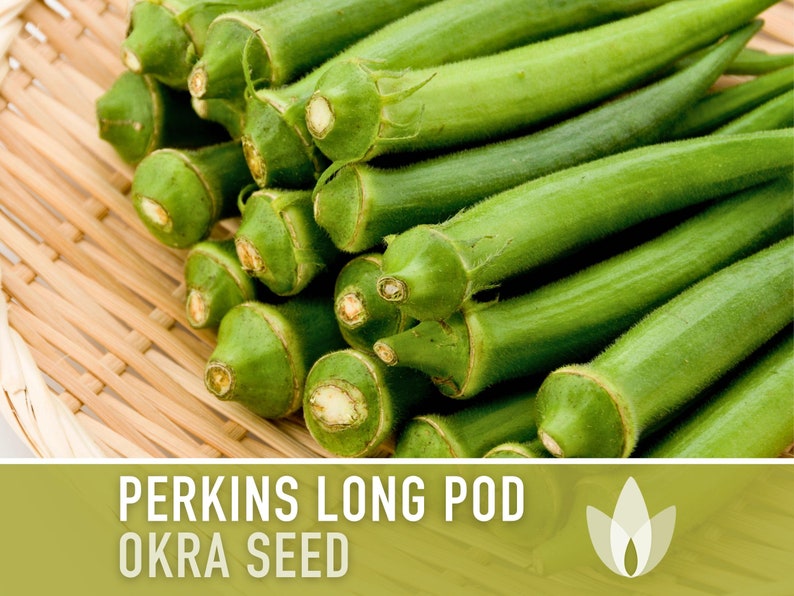 Perkins Long Pod Okra Seeds - Heirloom, Non-gmo - Etsy