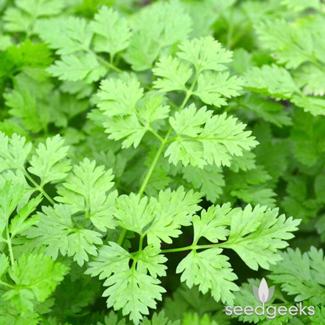 Chervil Herb Heirloom Seeds | Etsy