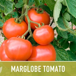 Marglobe Tomato Heirloom Seeds - Etsy