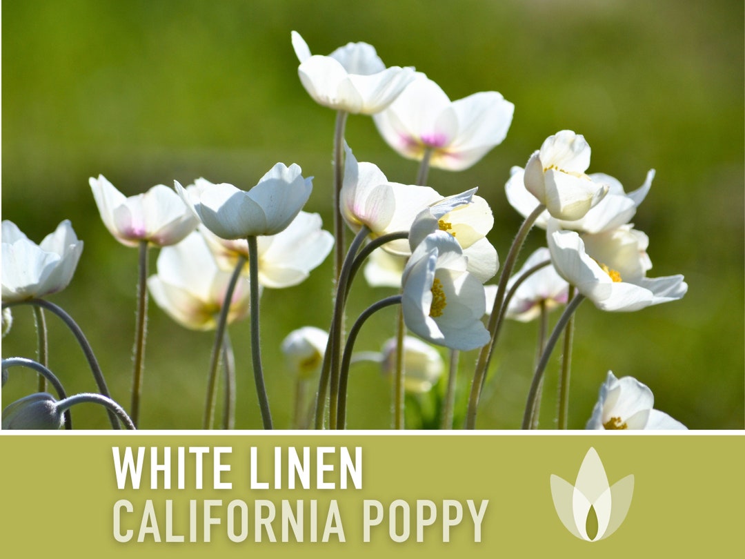 White Linen California Poppy Seeds – Creamy White Flowers - Etsy