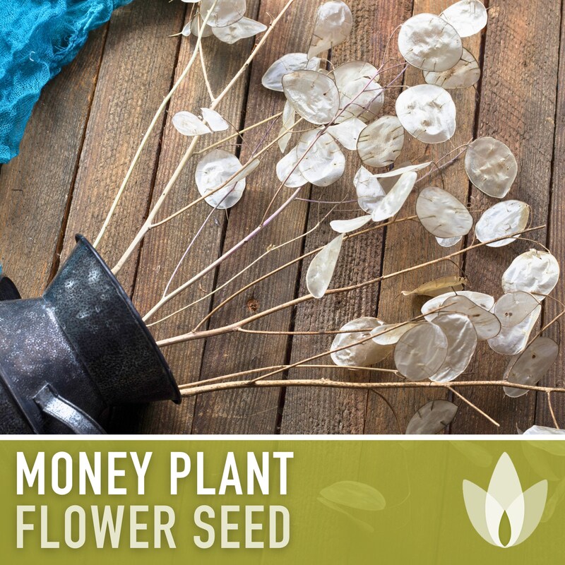 The Money Plant Seeds - Etsy