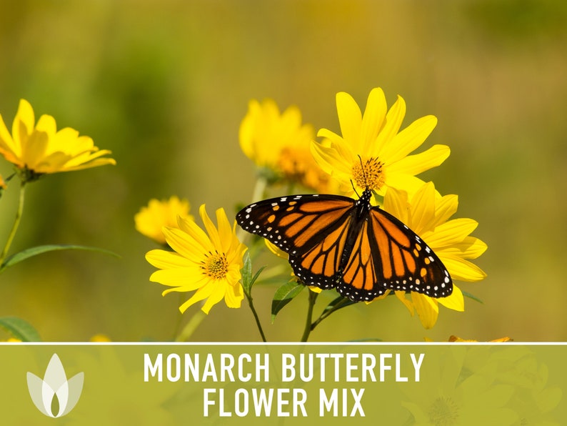 Monarch Butterfly Flower Seed Mix, Native Wildflower, Milkweed - Etsy