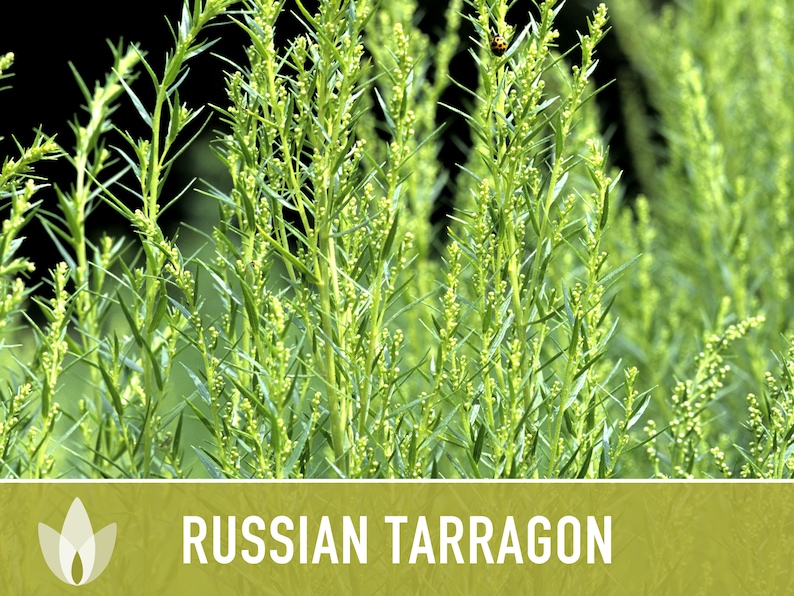 Tarragon, Russian Herb Heirloom Seeds - Etsy