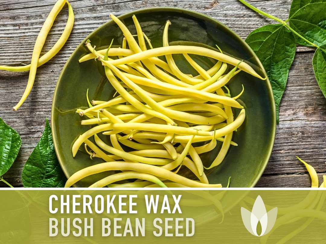 Cherokee Wax Bush Bean Seeds - Heirloom, Frozen Beans, Canned Beans ...