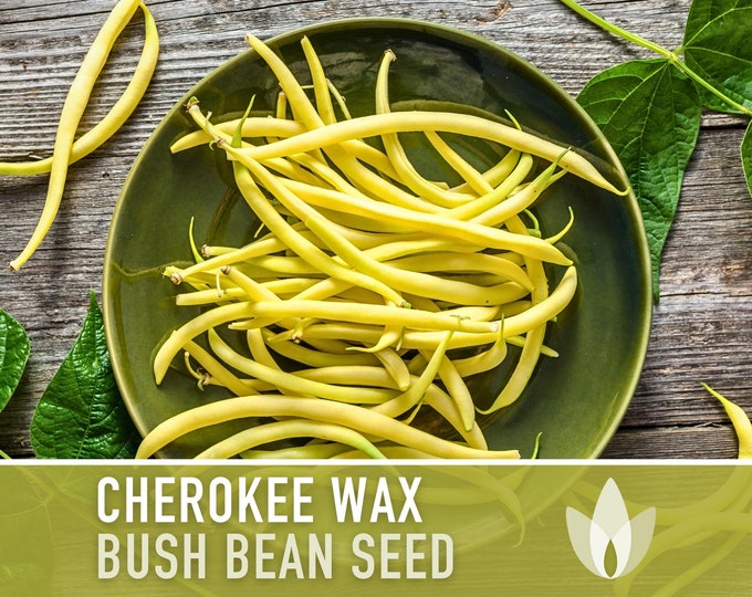 Heirloom Gold Rush Bush Bean Seeds Vegetable Garden Organic Seed Non ...
