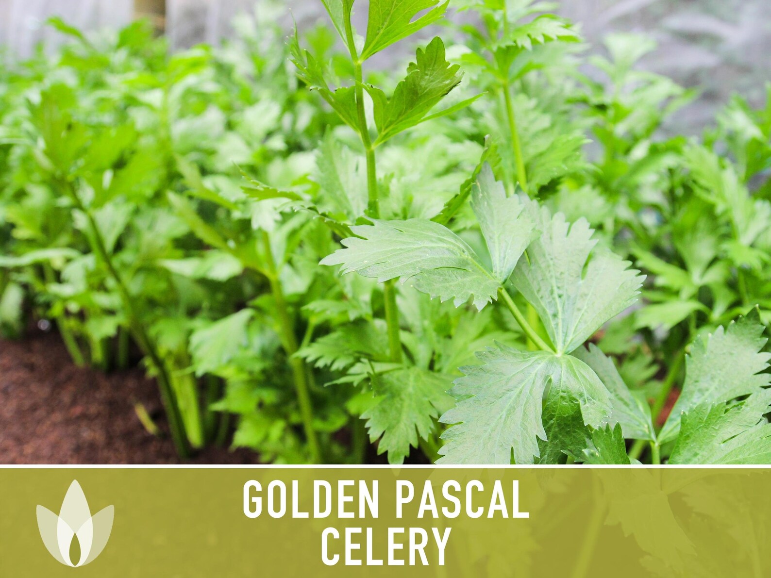 Golden Pascal Celery Heirloom Seeds - Etsy
