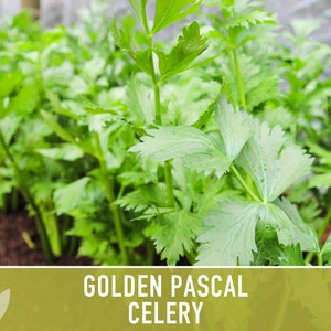 Golden Pascal Celery Heirloom Seeds - Etsy