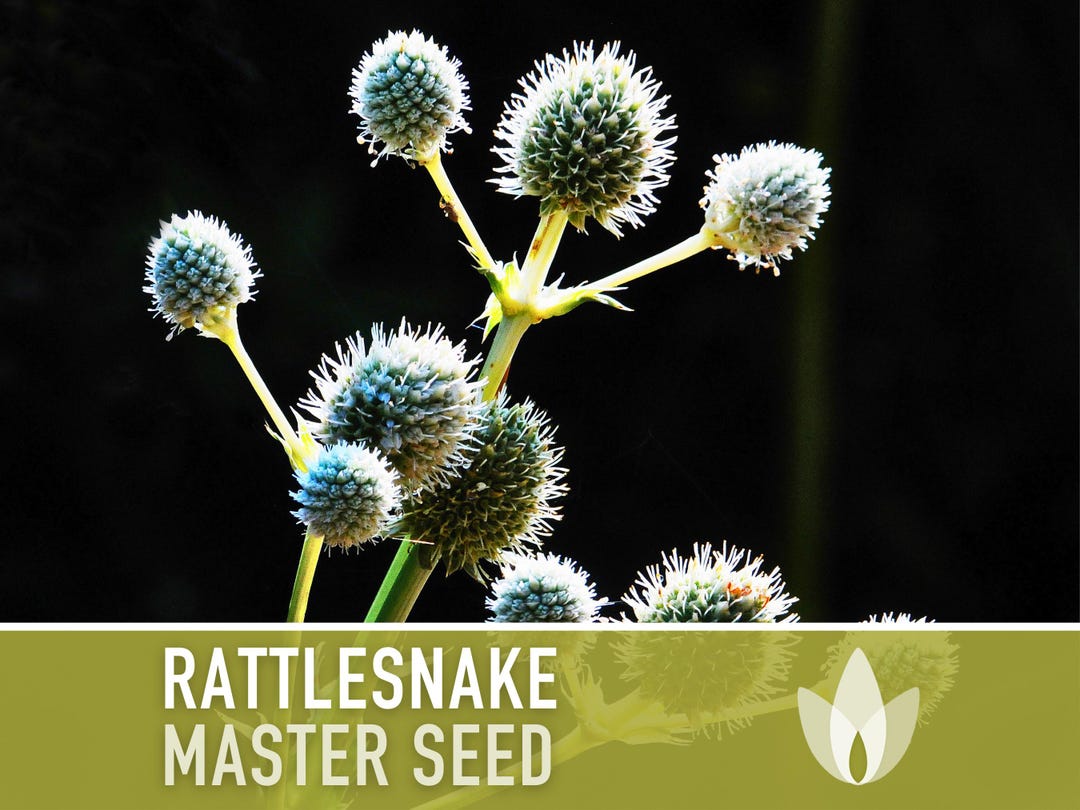 Rattlesnake Master Flower Seeds - 50 Heirloom Seeds, Native American Seed, Responsibly Collected ...