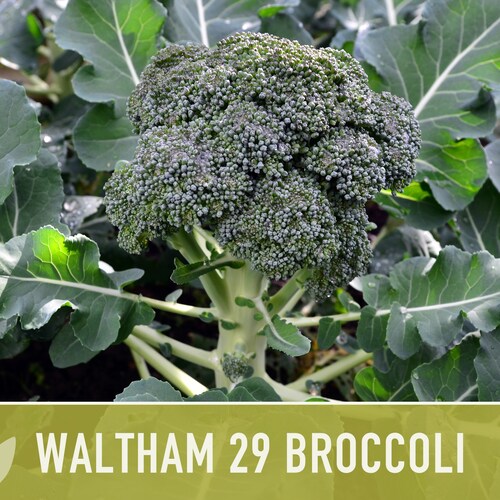 USA SELLER Raab Broccoli 50 Seeds HEIRLOOM brassica Oleracea - Etsy