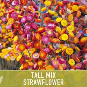 Strawflower, Tall Mix Heirloom Seeds - Flower Seeds, Cut Flower, Dried ...