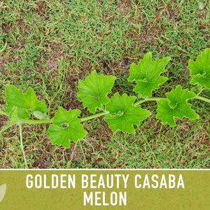 Golden Beauty Casaba Melon Seeds - Heirloom Seeds, White Flesh, Yellow ...