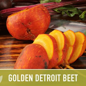 Golden Detroit Beet Heirloom Seeds - Etsy
