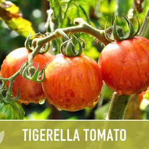 Tigerella Tomato Seeds - Heirloom Variety, Open Pollinated - Etsy