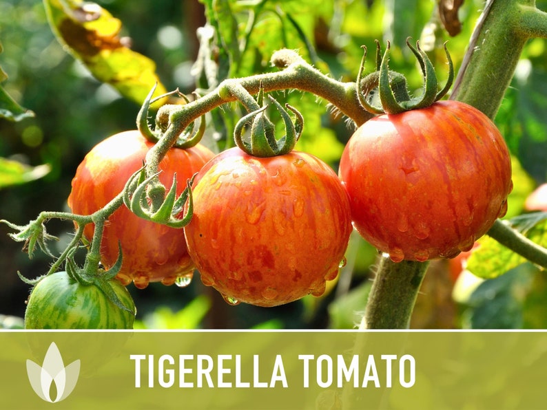 Tigerella Tomato Seeds - Heirloom Variety, Open Pollinated - Etsy