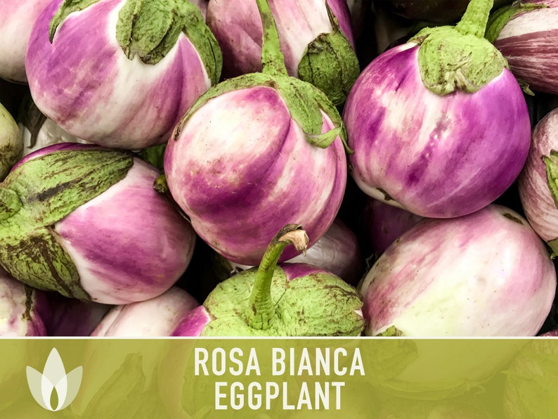 Rosa Bianca Eggplant Seeds Heirloom Seeds Pink Eggplant - Etsy