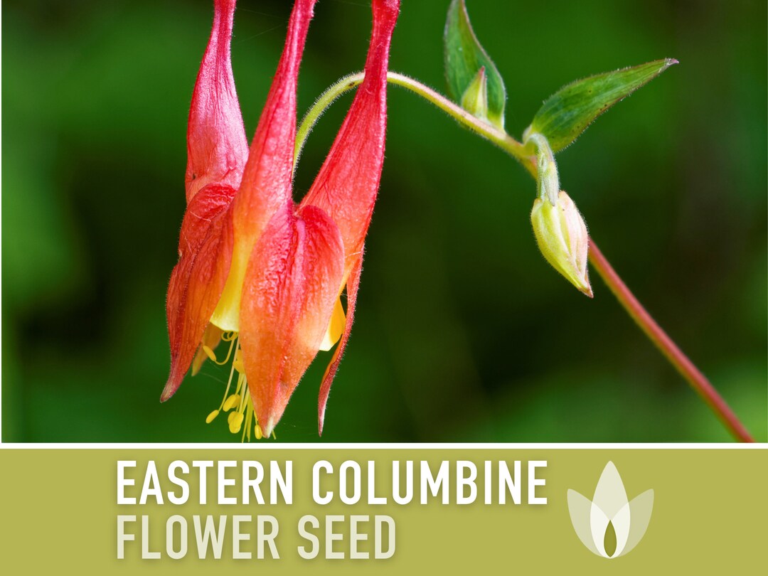 Eastern Columbine Flower Seeds – Heirloom, Non-gmo - Etsy