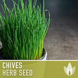 Chives Herb Seed | 100+ Seeds, Heirloom, Culinary, Container Garden ...
