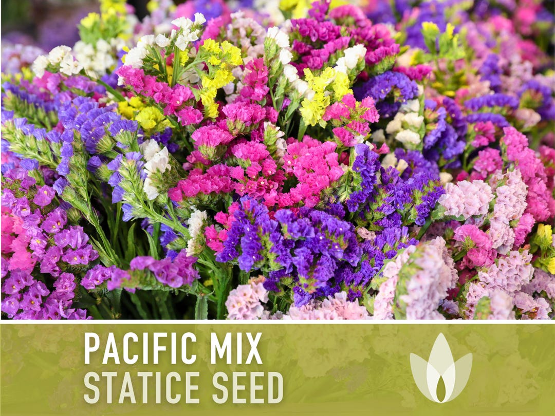 Statice, Pacific Mix Flower Seeds - 50 Heirloom Seeds, Florist Staple ...