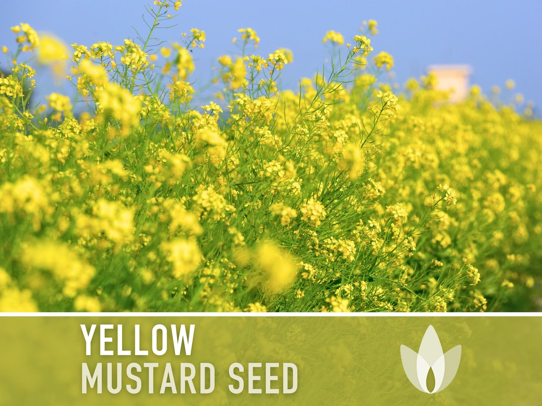 Yellow Mustard Seeds - Heirloom Seeds, Cover Crop, Medicinal Herb ...