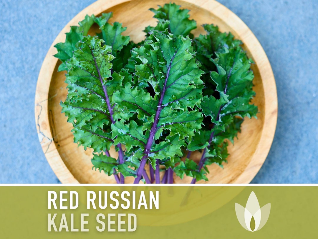 Red Russian Kale Heirloom Seeds - Buda Kale, Ragged Jack, Kale Chips ...