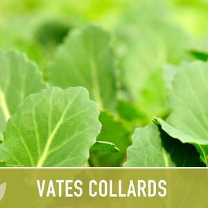 Vates Collards Heirloom Seeds - Collard Greens, Early, Short Season ...