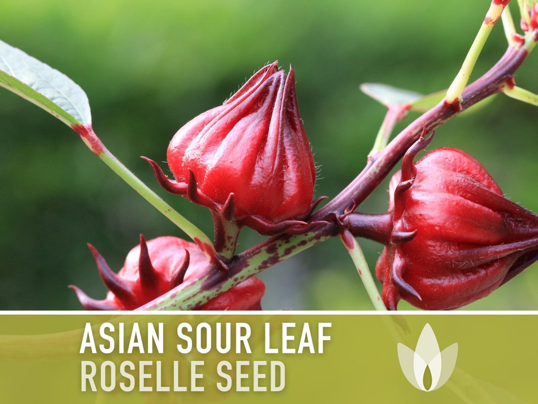 Asian Sour Leaf Roselle Seeds - Red Hibiscus, Heirloom Seeds, Annual ...