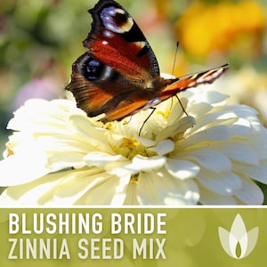 Zinnia, Blushing Bride Flower Seed Mix - Heirloom Seeds, Zinnia Flower ...