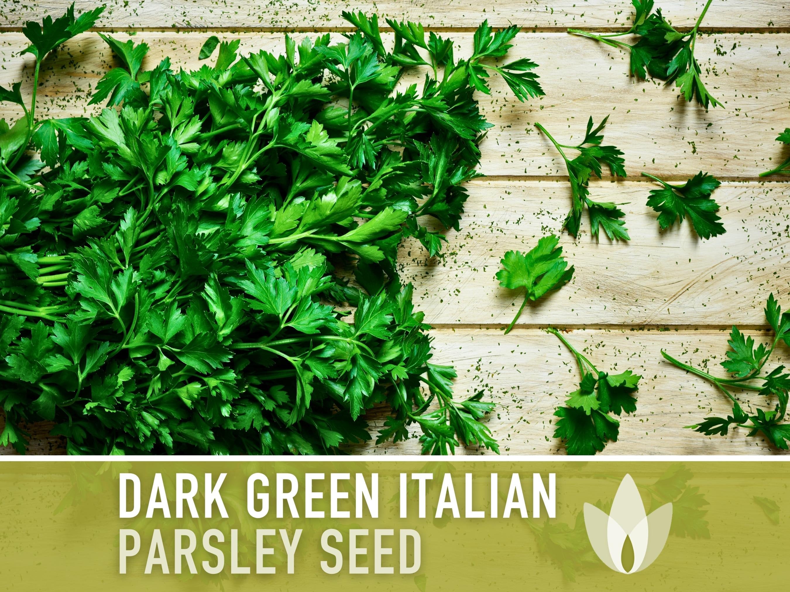 Italian Parsley Plant
