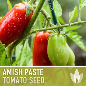 Amish Paste Tomato - 30 Seeds - Heirloom Tomato, Large Paste Tomato, Sauce Tomato, Plum Tomato ...