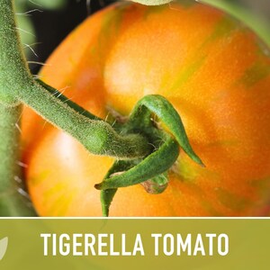 Tigerella Tomato Seeds - Heirloom Variety, Open Pollinated - Etsy